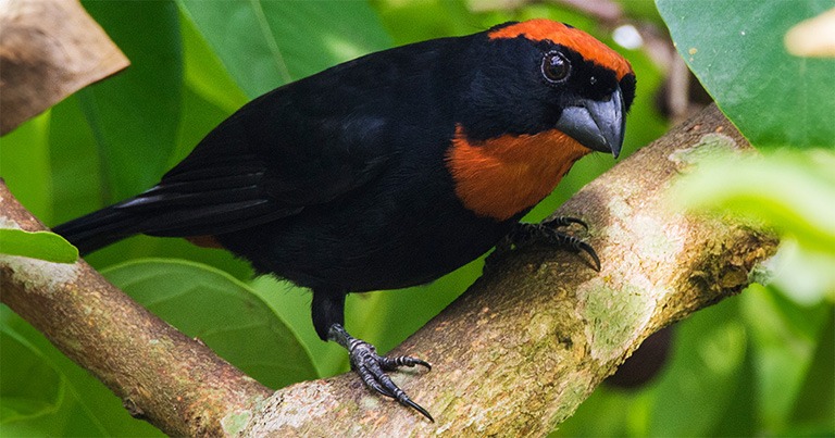 Aves de Puerto Rico: Guía educativa con fotos de especies